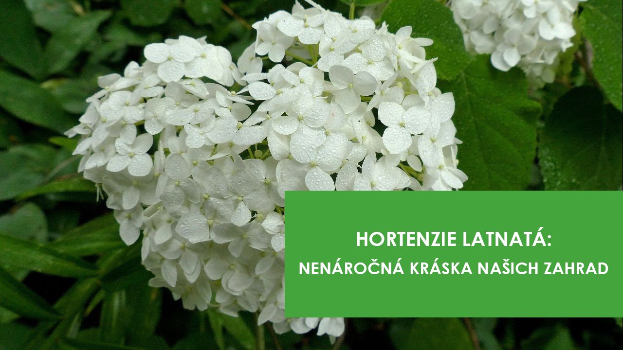 Hortenzie latnatá: Nenáročná kráska, která snese slunce a nepotřebuje ...