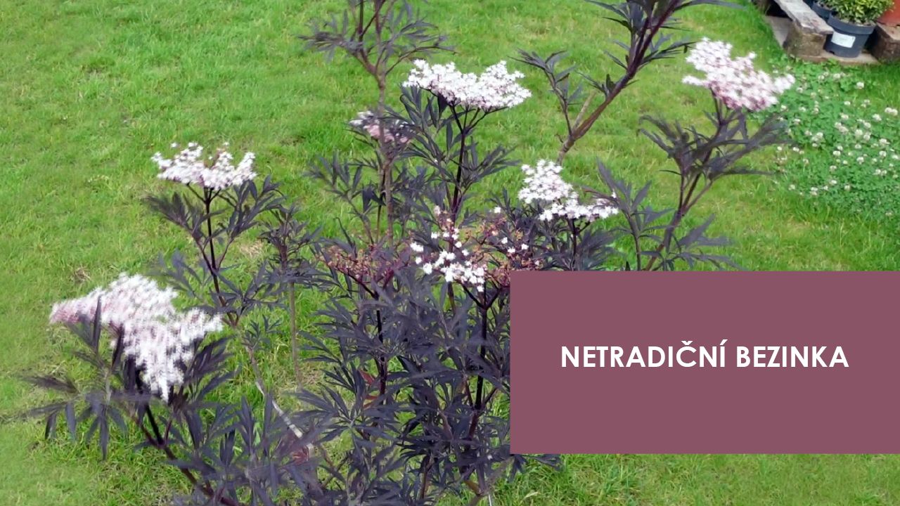 Netypická černá bezinka: Okrasné listy a aromatické květy ji řadí mezi top keře v zahradě | Stream