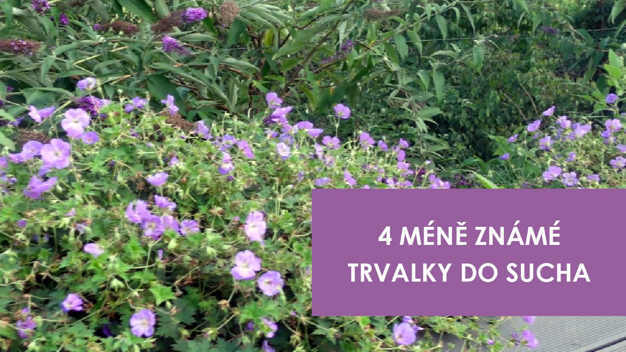 4 méně známé trvalky do sucha: Zn. Vyzkoušeno | Stream
