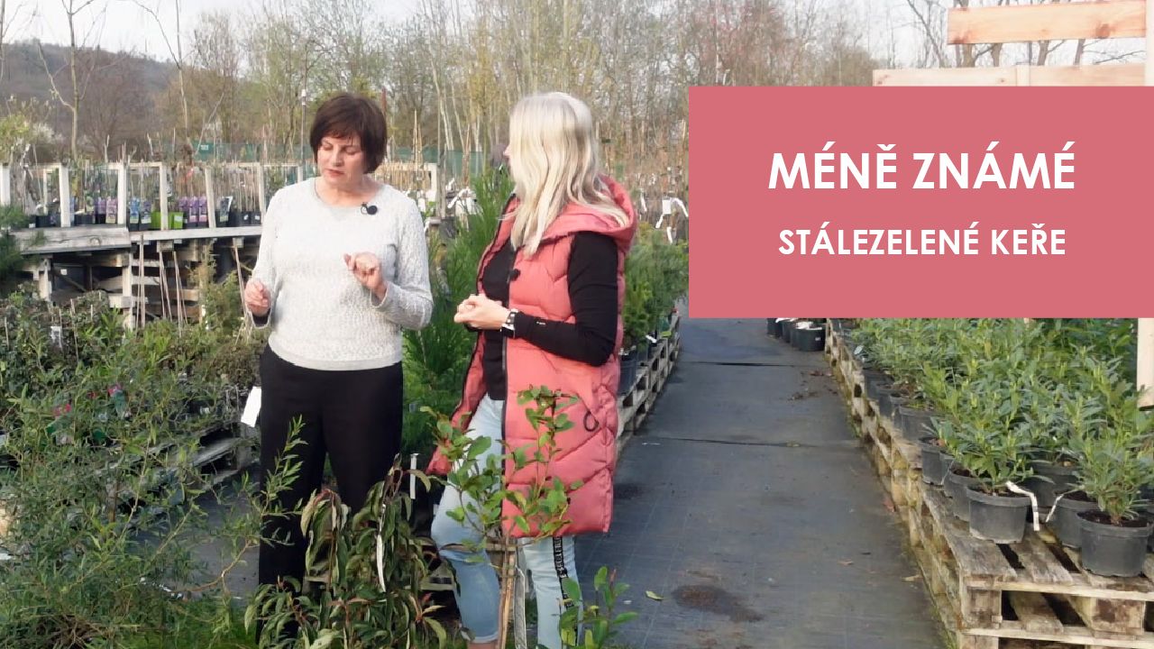 Stálezelené rostliny do zahrady: Novinky, o kterých jste možná ještě ...