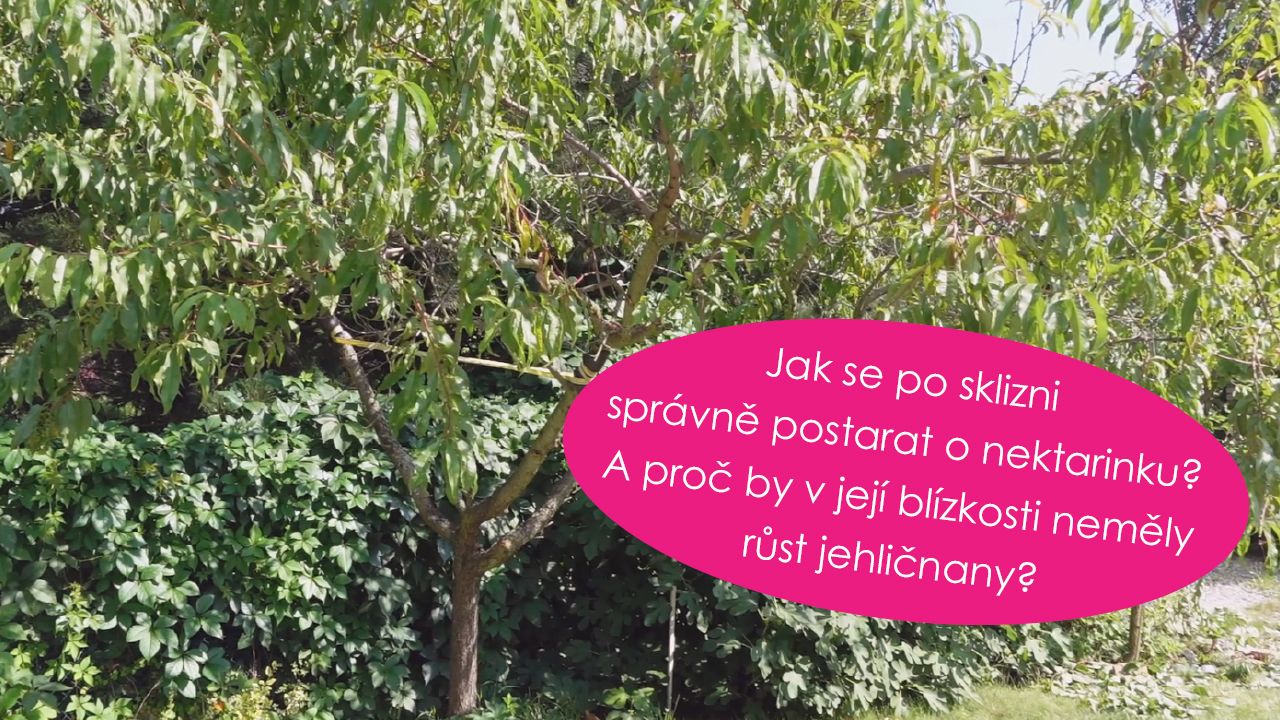 Jak provést řez nektarinky | Tipy pro nádhernou zahradu | Stream