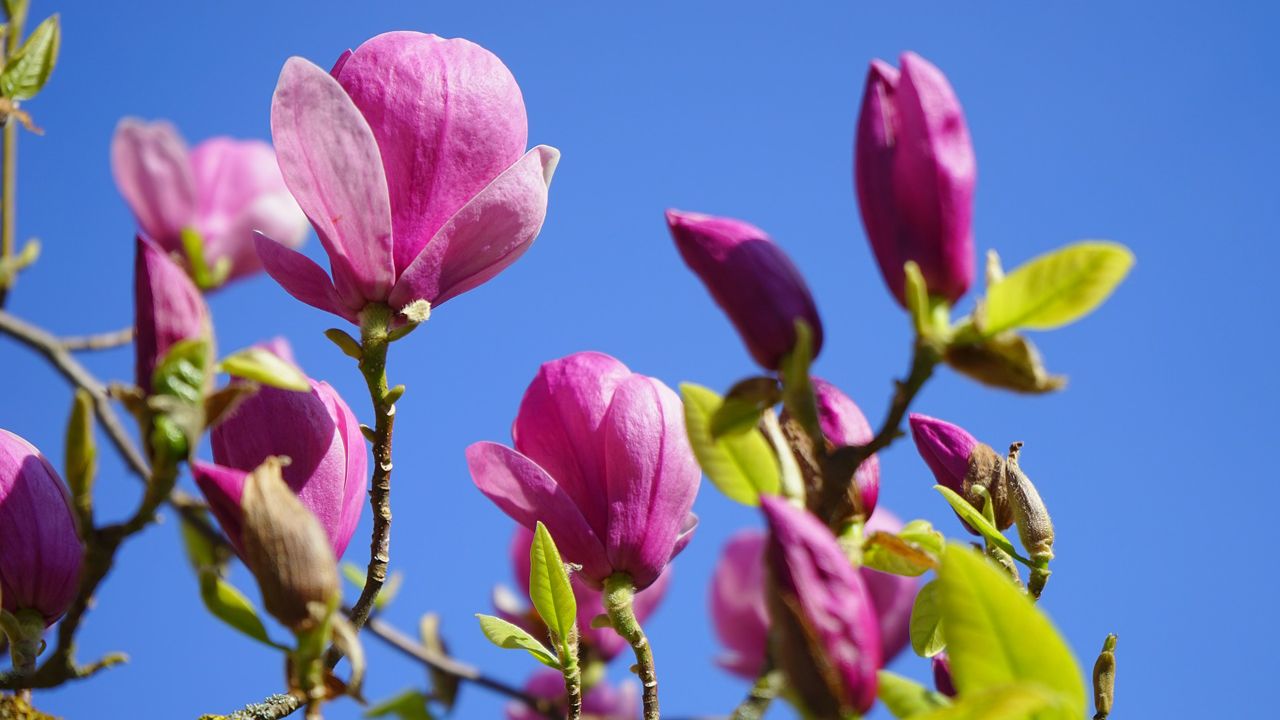 Magnolie | Magnolie kultivar | Tipy pro zahradu | Rady pro zahradu | Stream