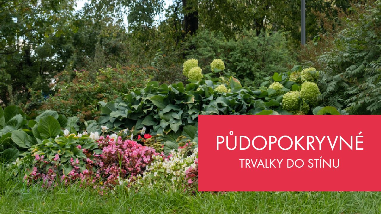 Půdopokryvné trvalky do stínu zahrady | Stream