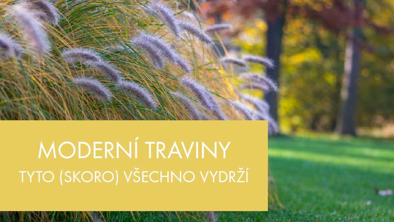 Moderní traviny, které přežijí skoro všechno | Stream